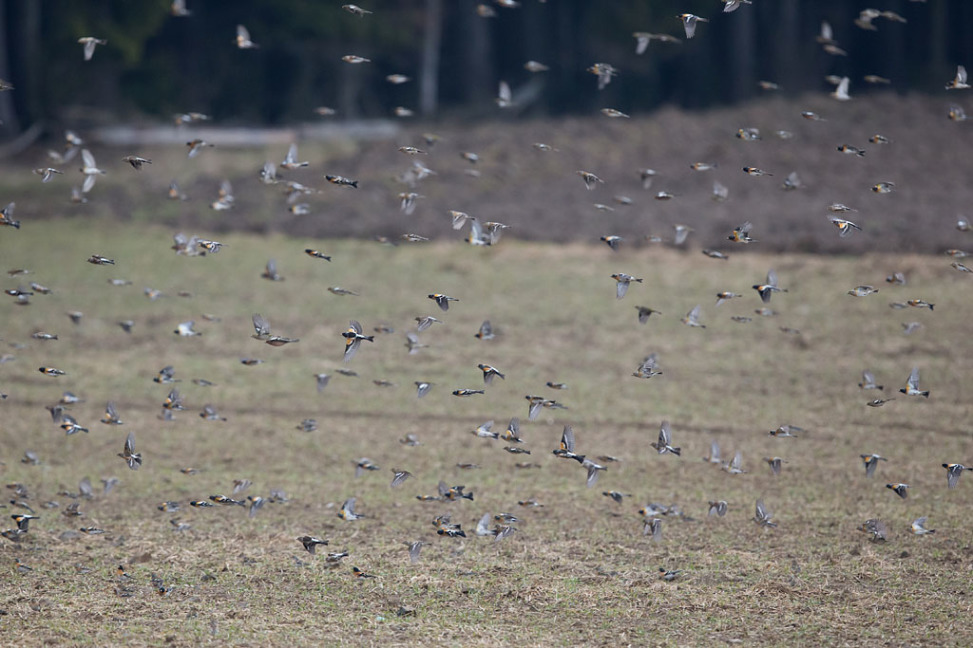Brambling Fringilla montifringilla – Birds in Flight – ID guide