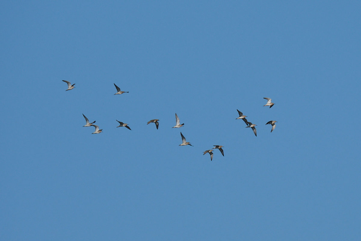 Ruff Calidris pugnax – Birds in Flight – ID guide