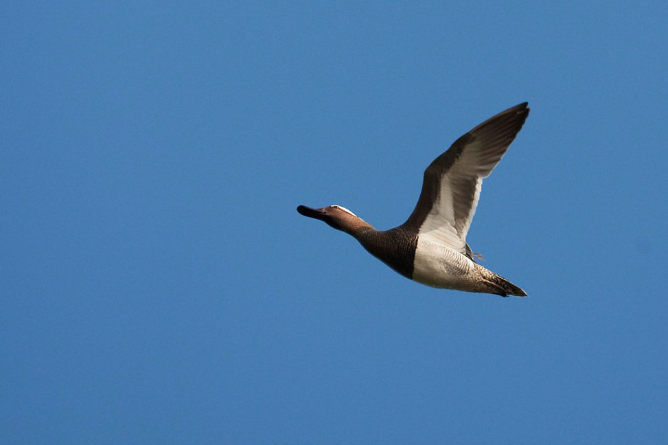 Garganey Anas querquedula – Birds in Flight – ID guide