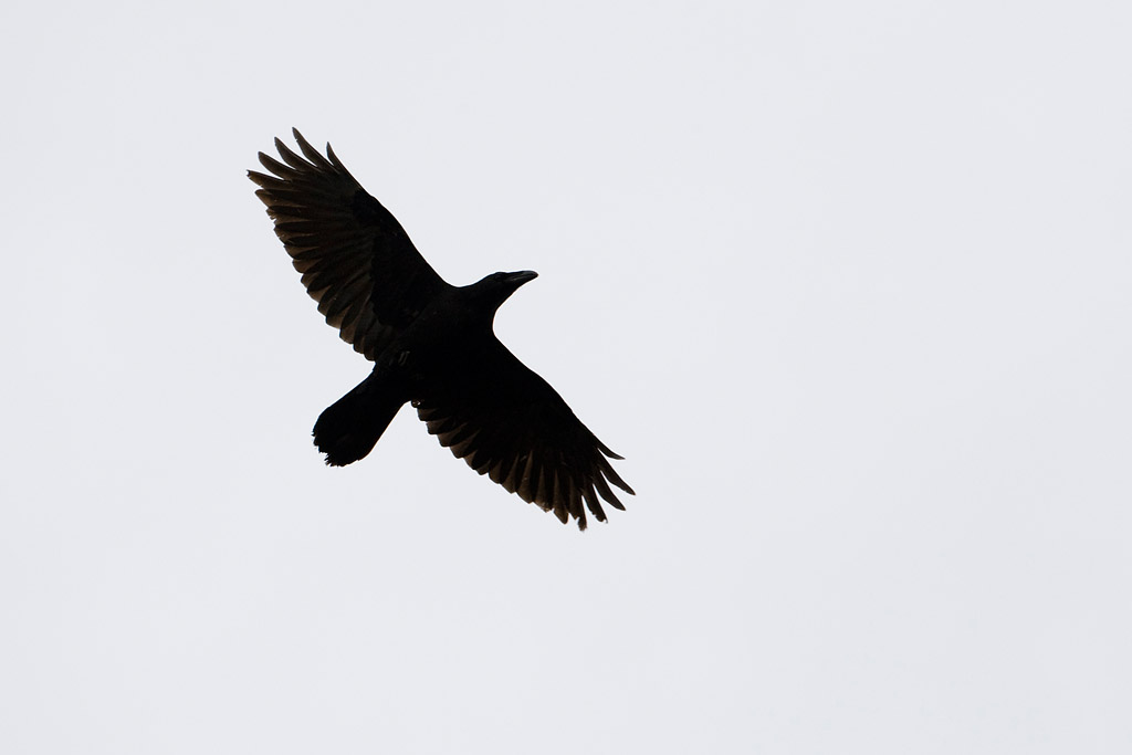 Corvidae – Crows – Birds in Flight – ID guide