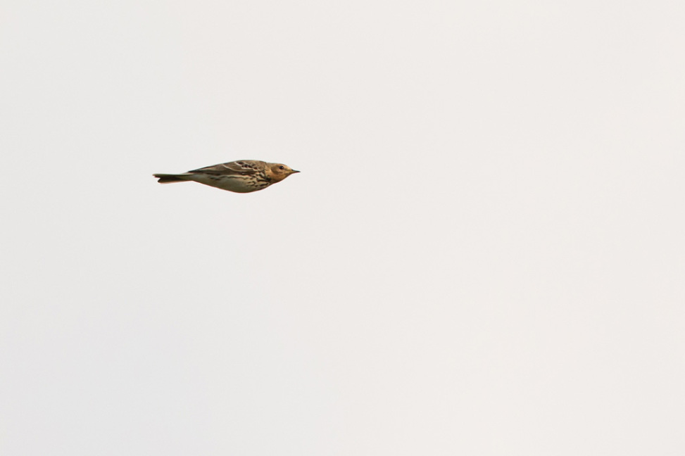 Pipits – Birds in Flight – ID guide