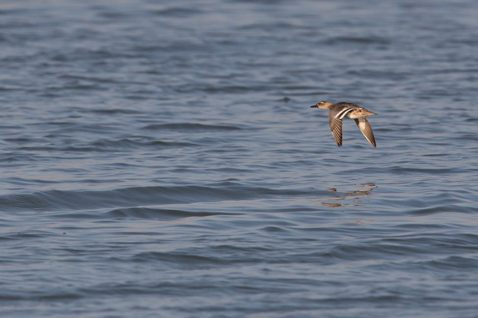 Garganey Anas querquedula – Birds in Flight – ID guide