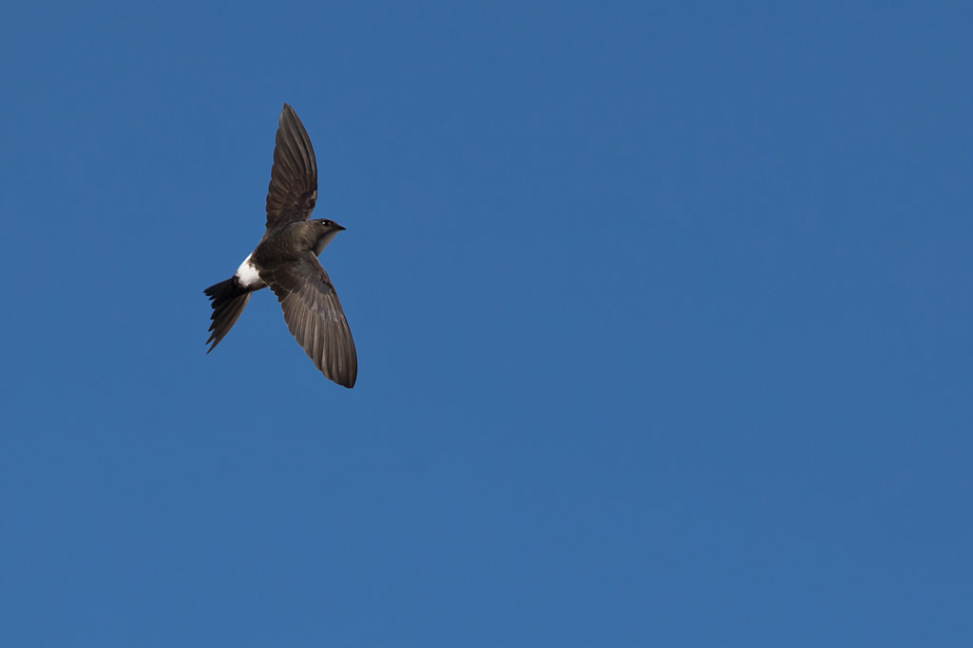 Pacific Swift Apus pacificus – Birds in Flight – ID guide
