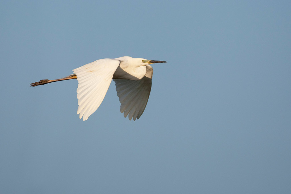Ardeidae – Herons – Birds in Flight – ID guide