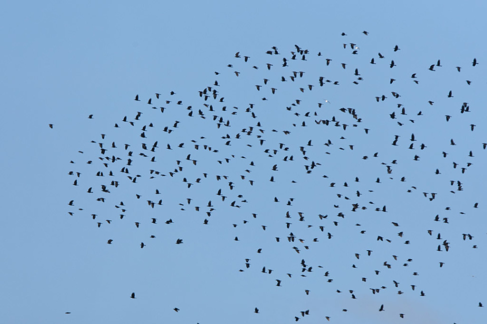 Western Jackdaw Corvus monedula – Birds in Flight – ID guide