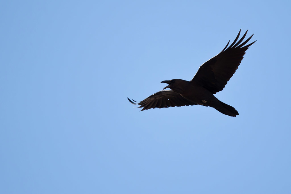 Brown-necked Raven Corvus ruficollis – Birds in Flight – ID guide