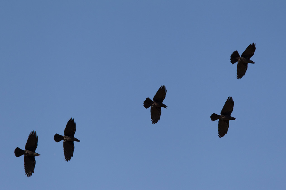 Western Jackdaw Corvus monedula – Birds in Flight – ID guide