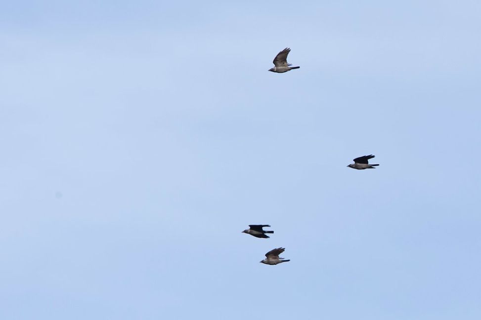 Western Jackdaw Corvus monedula – Birds in Flight – ID guide