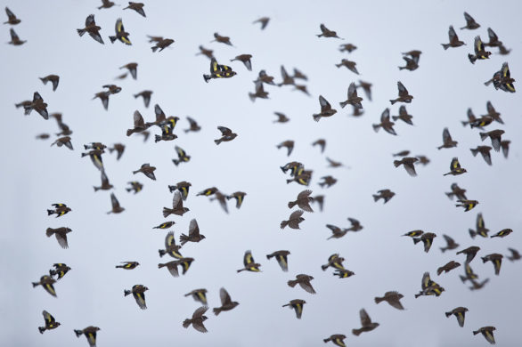 Common Linnet Linaria cannabina – Birds in Flight – ID resource