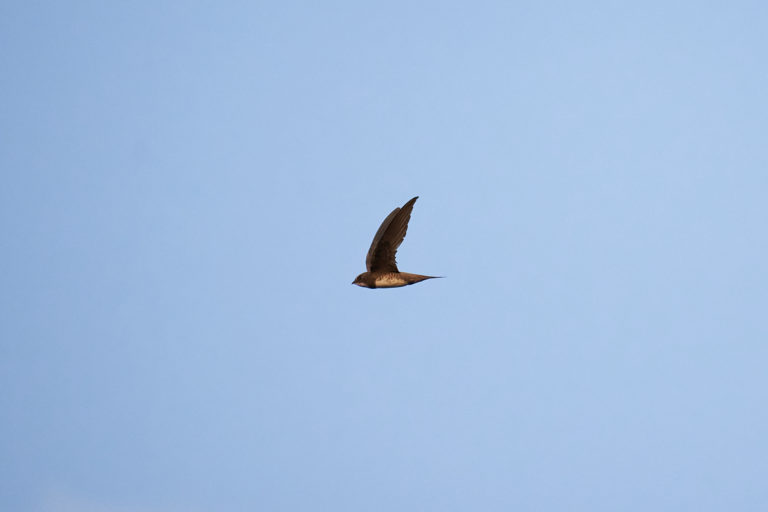 Alpine Swift Tachymarptis melba – Birds in Flight – ID guide