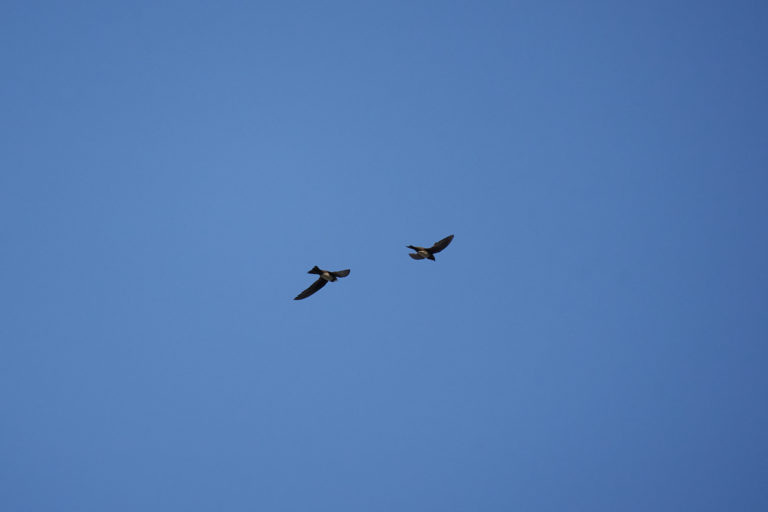 Alpine Swift Tachymarptis melba – Birds in Flight – ID guide