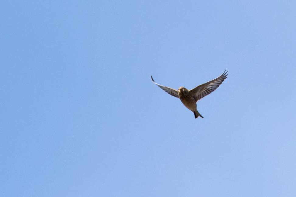 Common Linnet Linaria cannabina – Birds in Flight – ID resource