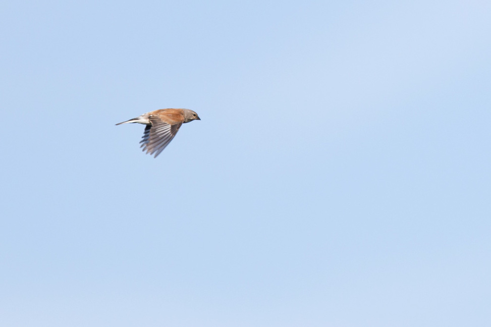 Common Linnet Linaria cannabina – Birds in Flight – ID resource