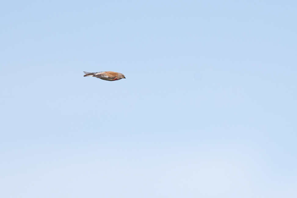 Common Linnet Linaria cannabina – Birds in Flight – ID resource