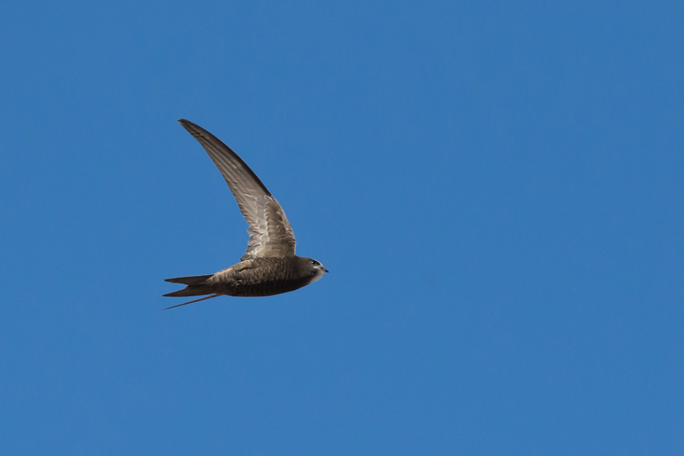 Common Swift Apus apus – Birds in Flight – ID guide