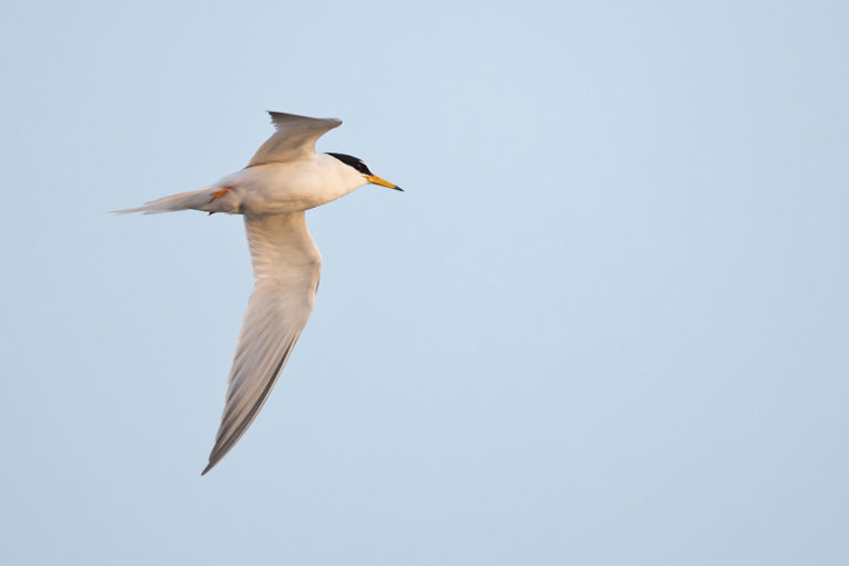 Little Tern Sternula albifrons – Birds in Flight – ID guide