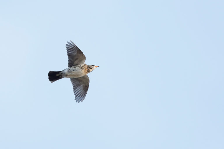 Fieldfare Turdus pilaris – Birds in Flight – ID guide
