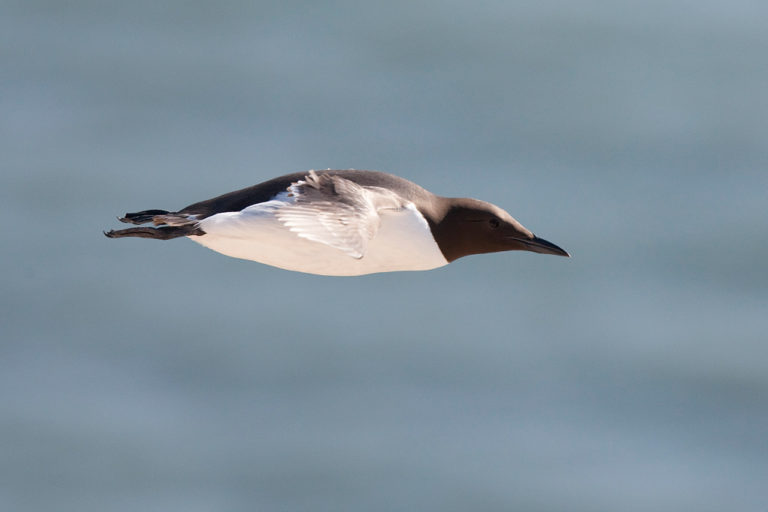 Alcidae – Auks – Birds in Flight – ID guide