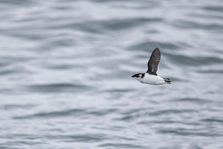 Alcidae – Auks – Birds in Flight – ID guide