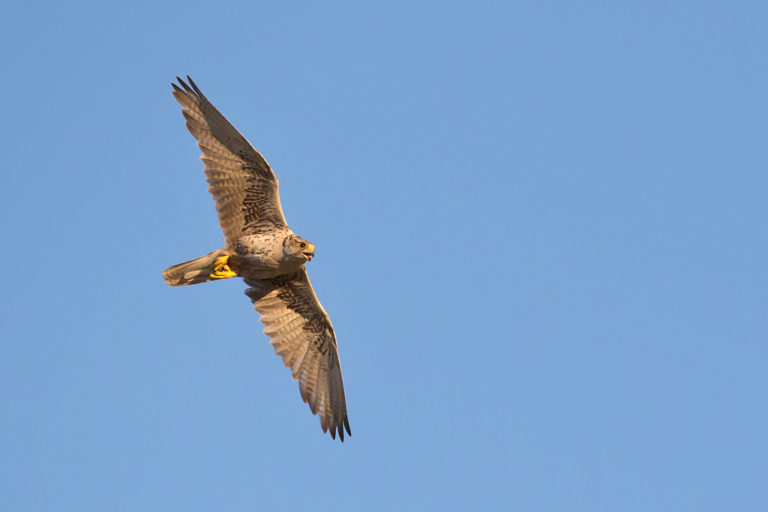 Saker Falcon Falco cherrug – Birds in Flight – ID guide