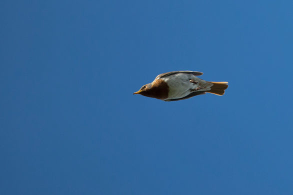 Red-throated Thrush Turdus ruficollis – Birds in Flight – ID guide