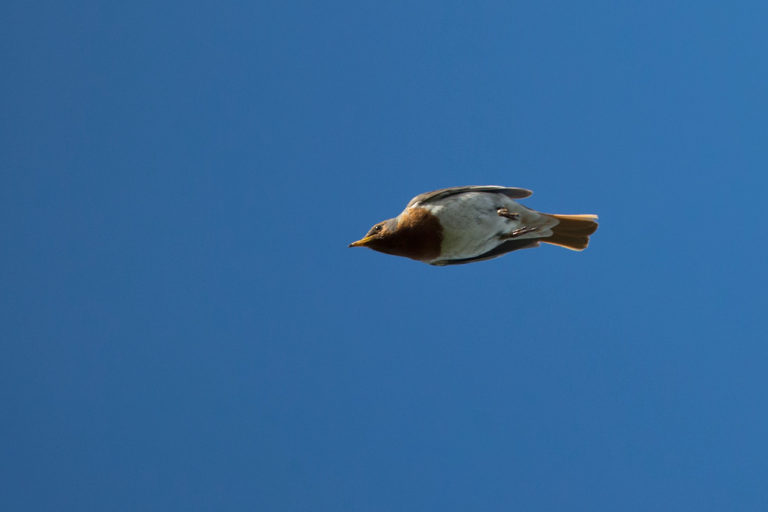 Red-throated Thrush Turdus ruficollis – Birds in Flight – ID guide