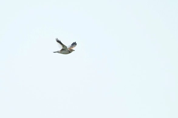 Mongolian Lark Melanocorypha mongolica – Birds in Flight – ID guide