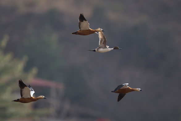 Ruddy Shelduck Tadorna ferruginea – Birds in Flight – ID guide