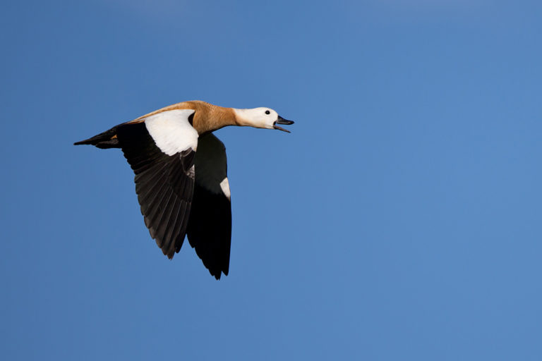 Ruddy Shelduck Tadorna ferruginea – Birds in Flight – ID guide