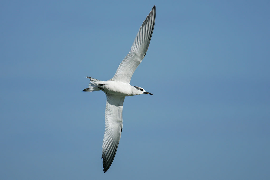 Sandwich Tern Sterna sandvicensis – Birds in Flight – ID guide