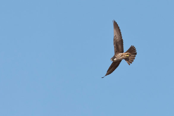 Eleonora’s Falcon Falco eleonora – Birds in Flight – ID guide