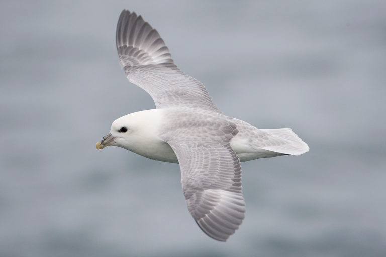 Procellariidae – Petrels, Shearwaters, Diving Petrels – Birds in Flight ...
