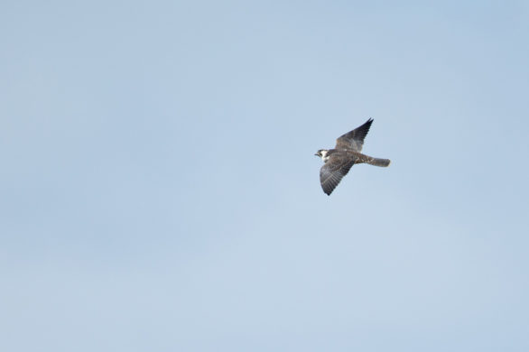 Saker Falcon Falco cherrug – Birds in Flight – ID guide