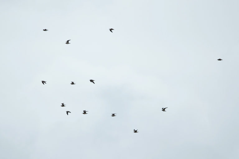 Little Curlew Numenius minutus – Birds in Flight – ID guide