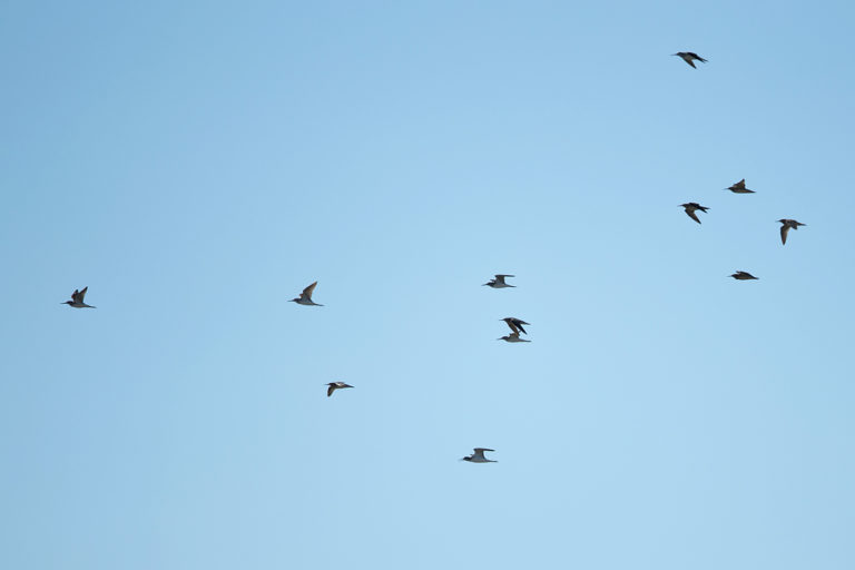 Little Curlew Numenius minutus – Birds in Flight – ID guide