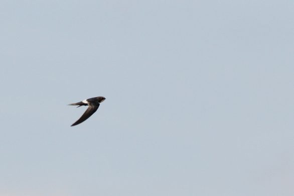 White-rumped Swift Apus caffer – Birds in Flight – ID guide