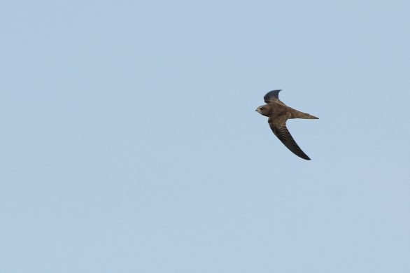Common Swift Apus apus – Birds in Flight – ID guide