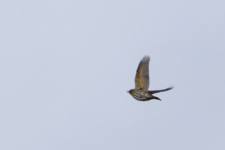 Song Thrush Turdus philomelos – Birds in Flight – ID guide