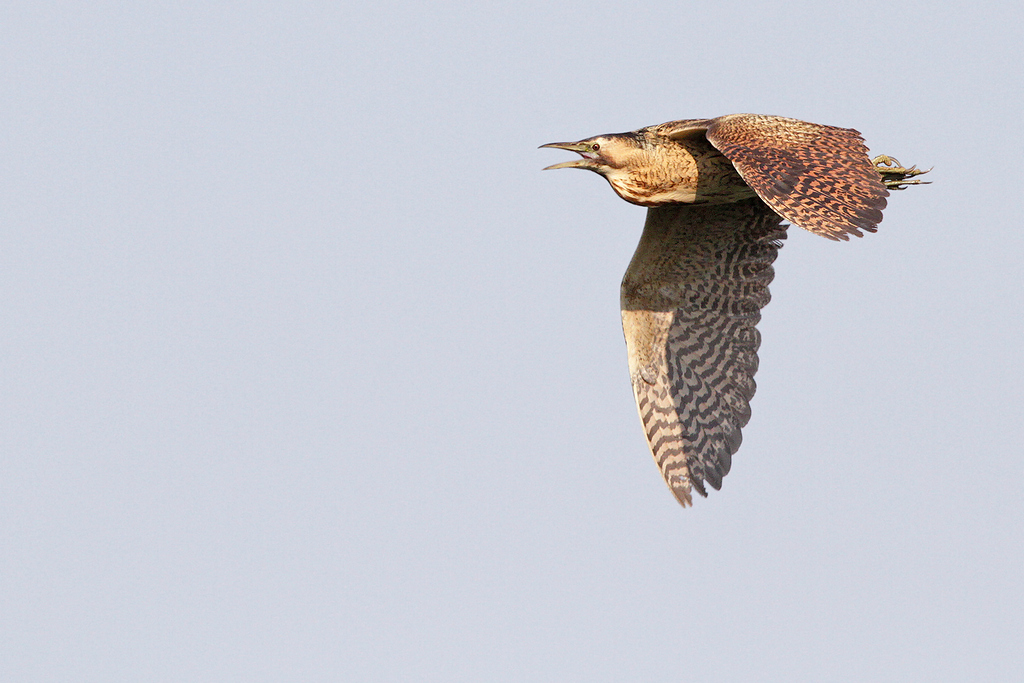 Eurasian Bittern Botaurus stellaris – Birds in Flight – ID guide