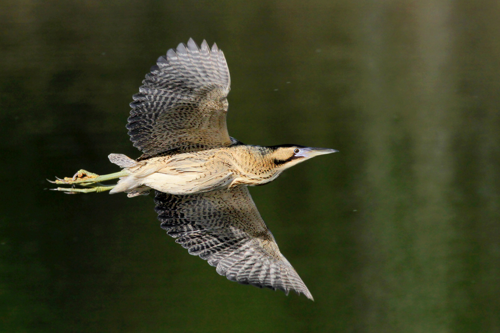 Eurasian Bittern Botaurus stellaris – Birds in Flight – ID guide