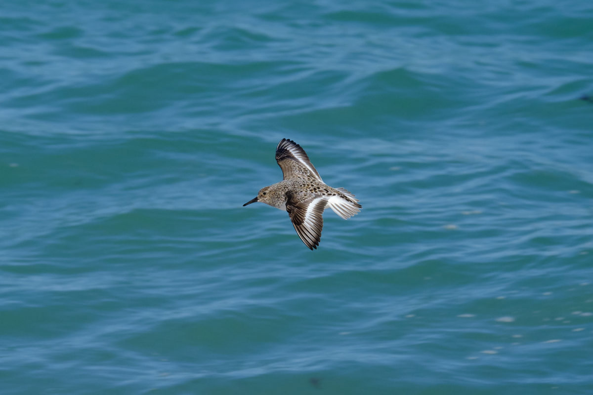 Sanderling Calidris alba – Birds in Flight – ID guide