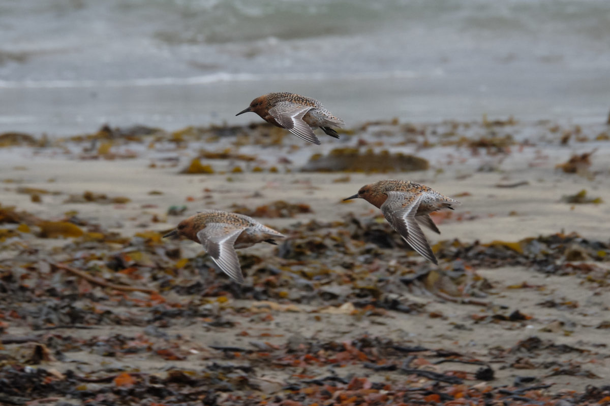 Red Knot Calidris canutus – Birds in Flight – ID guide