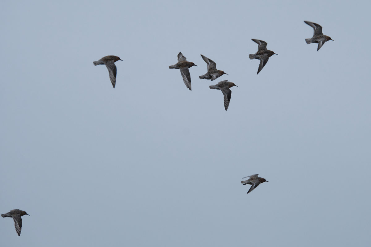 Red Knot Calidris canutus – Birds in Flight – ID guide