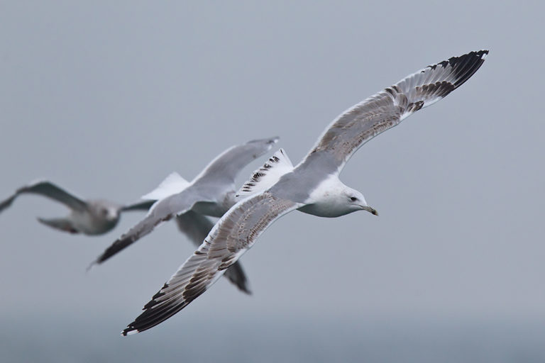 Caspian Gull Larus cachinnans – Birds in Flight – ID guide