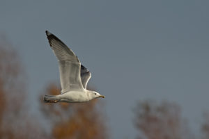 Caspian Gull Larus cachinnans – Birds in Flight – ID guide