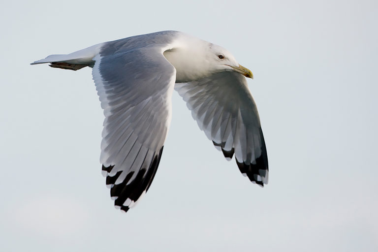 Caspian Gull Larus cachinnans – Birds in Flight – ID guide
