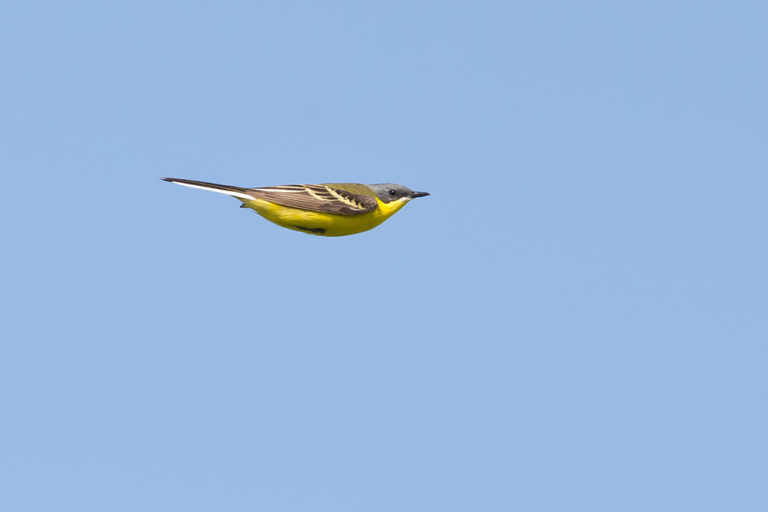 Birds in Flight – ID guide