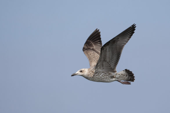 Caspian Gull Larus cachinnans – Birds in Flight – ID guide