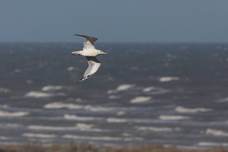 Caspian Gull Larus cachinnans – Birds in Flight – ID guide