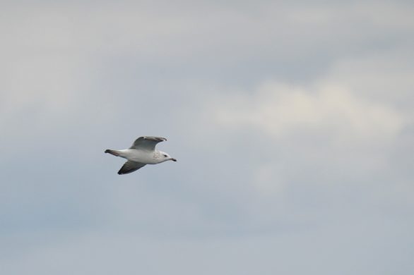 Caspian Gull Larus cachinnans – Birds in Flight – ID guide